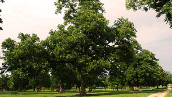 Paper Shell Pecans – Bass Pecan