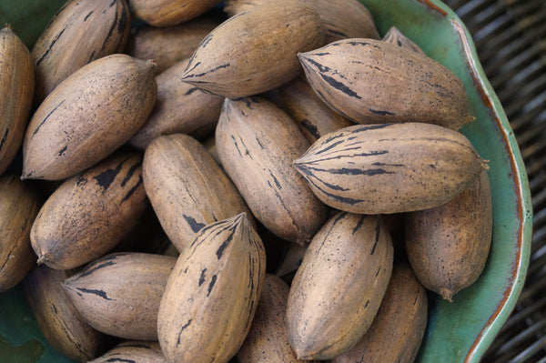 Ellis Pecans (In Shell) – Bass Pecan