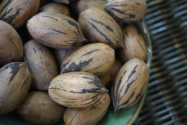 Fresh Lipan Pecans In Shell – Mississippi Grown – Large Paper Shell ...